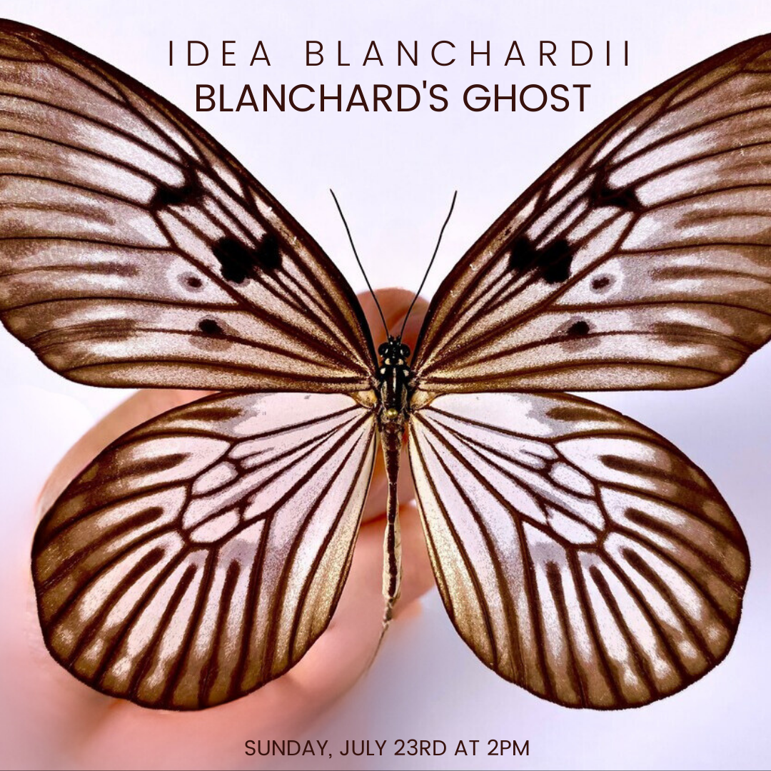 Blanchard's Ghost Butterfly Taxidermy Workshop | Pinned Ptera (pa-tera ...